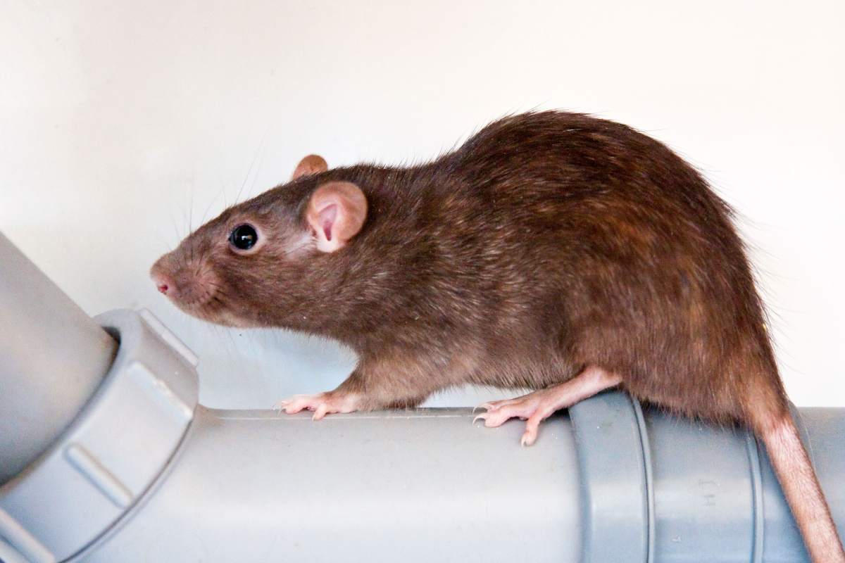 What are the Signs of a Rat Infestation? Best Rat Control Solution?